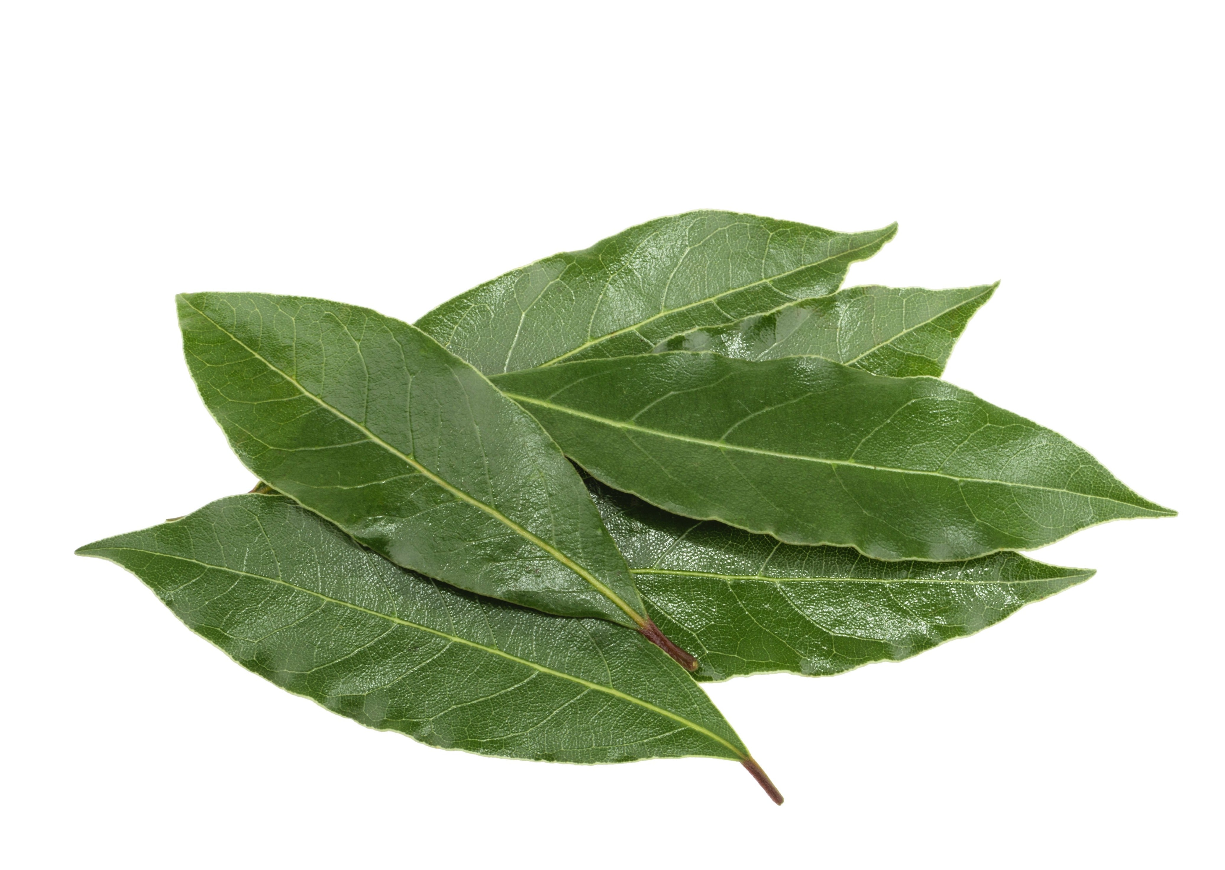 Bay Leaves – EDEN'S HK